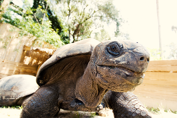 Central Florida Zoo & Botanical Gardens Donate - Central Florida Zoo ...