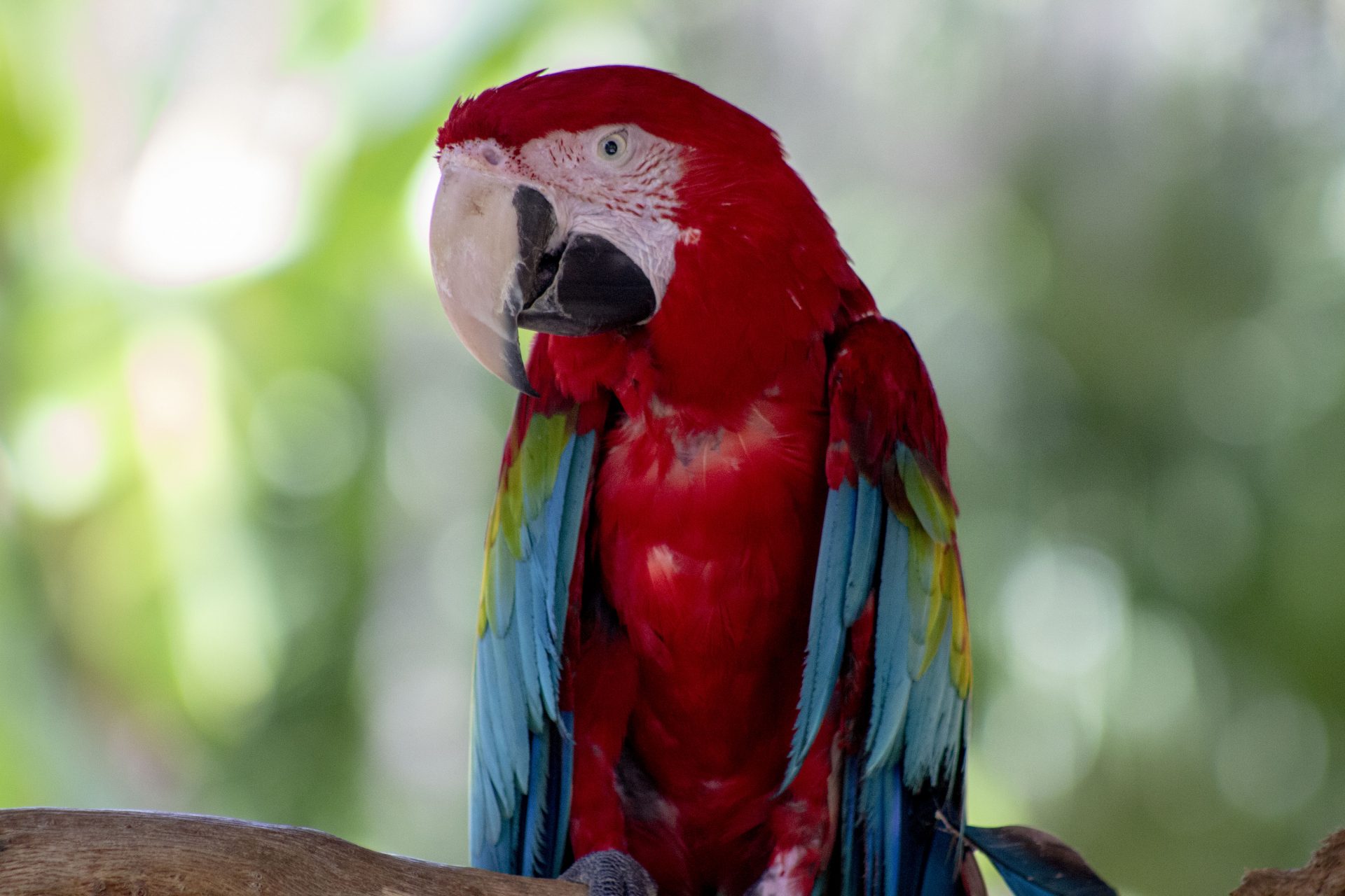 Central Florida Zoo & Botanical Gardens Green-winged Macaw Attraction ...