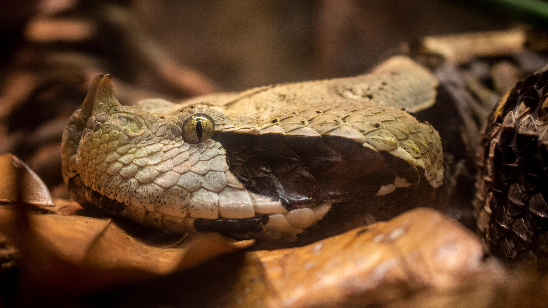 Central Florida Zoo & Botanical Gardens Gaboon Viper - Central Florida ...