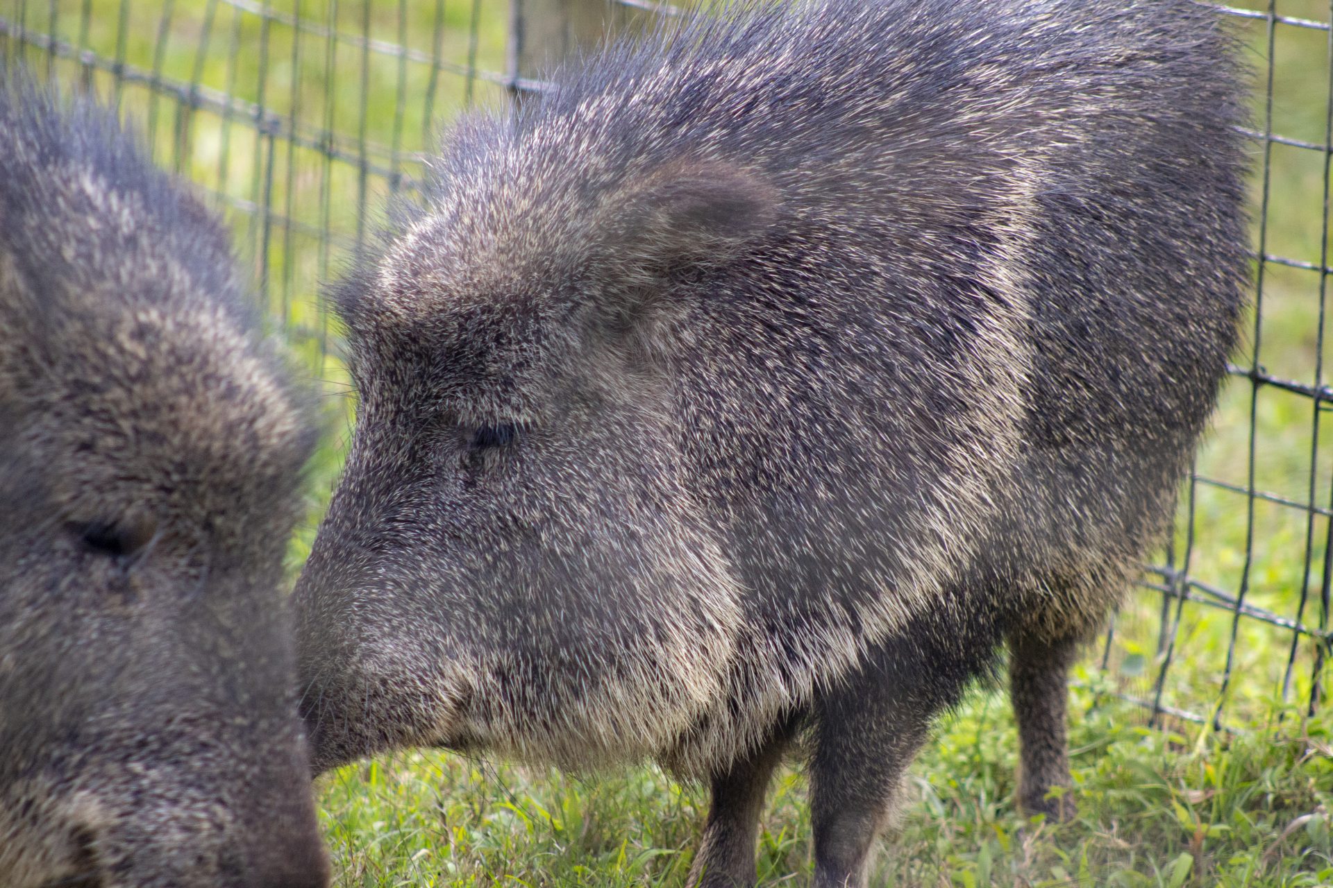Central Florida Zoo & Botanical Gardens Chacoan Peccary Attraction ...