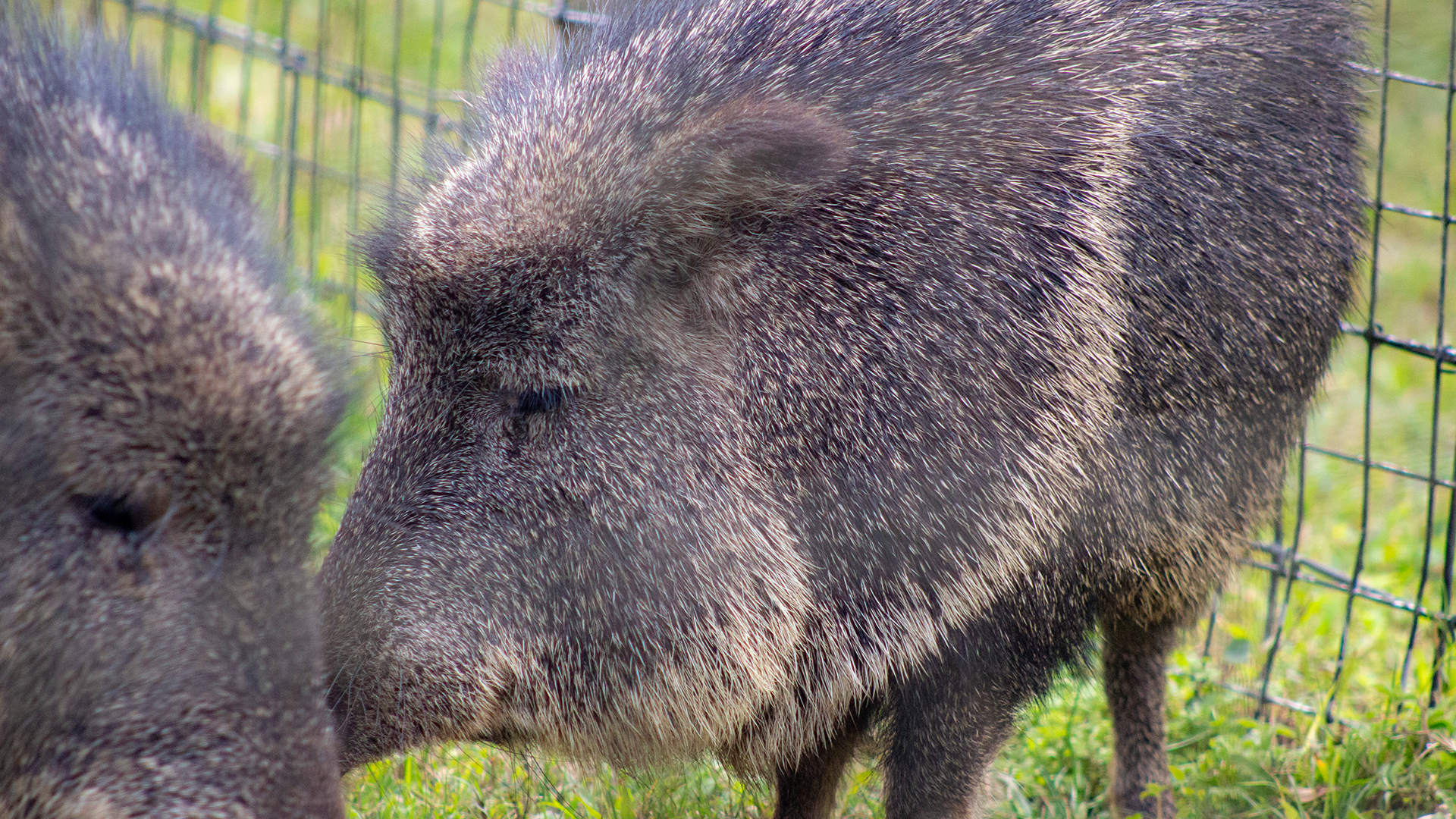 Central Florida Zoo & Botanical Gardens Chacoan Peccary - Central ...