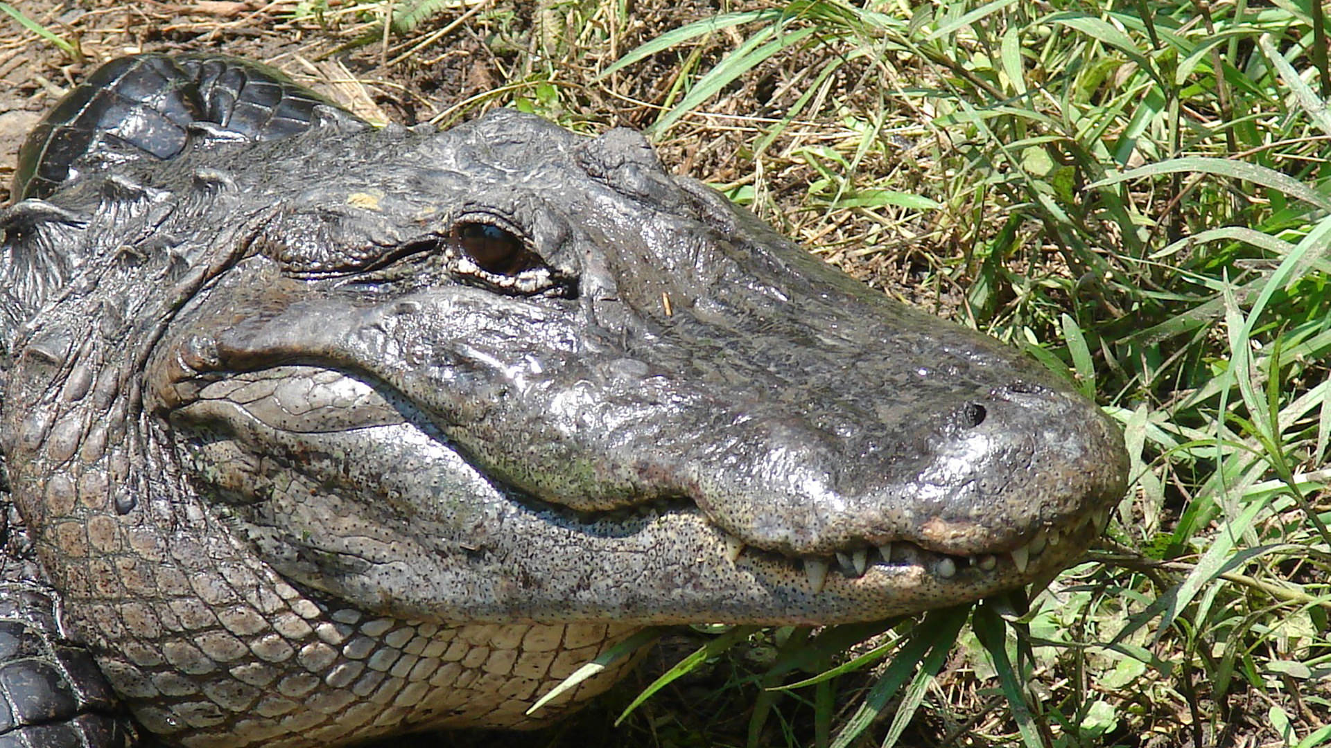 Central Florida Zoo & Botanical Gardens American Alligator - Central ...