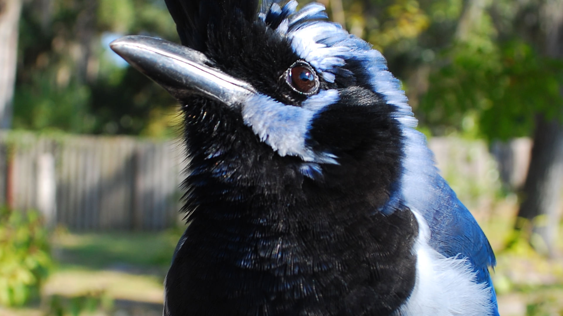 CFZ Black-throated Magpie Jay - CFZ