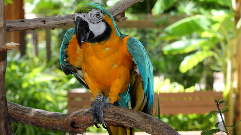 Central Florida Zoo & Botanical Gardens Blue and Gold Macaw Attraction ...