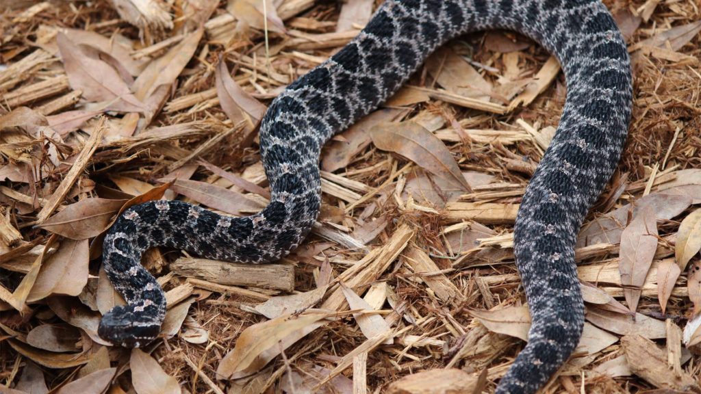 Central Florida Zoo & Botanical Gardens Dusky Pygmy Rattlesnake ...