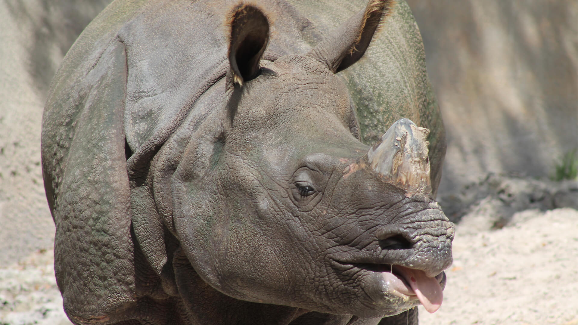 CFZ Greater One-Horned Rhinoceros - CFZ