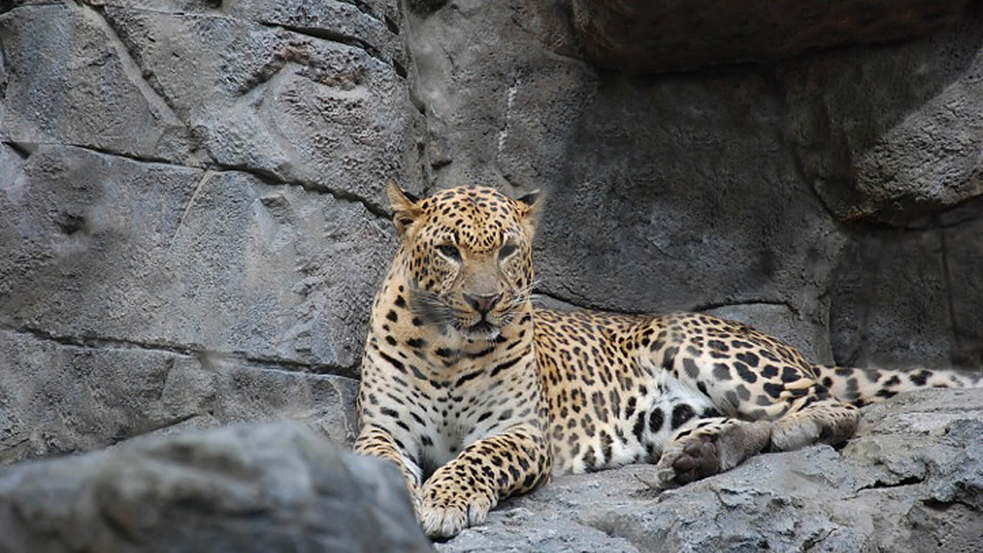 Central Florida Zoo & Botanical Gardens Amur leopard Day - Central ...