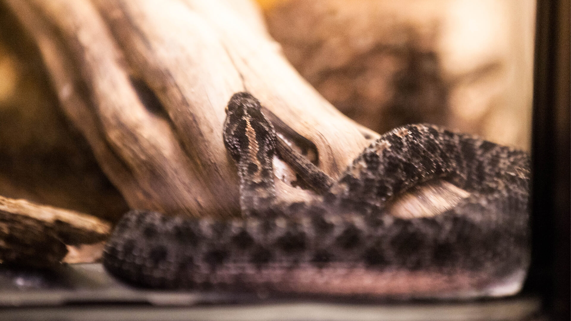 Central Florida Zoo & Botanical Gardens Dusky Pygmy Rattlesnake ...