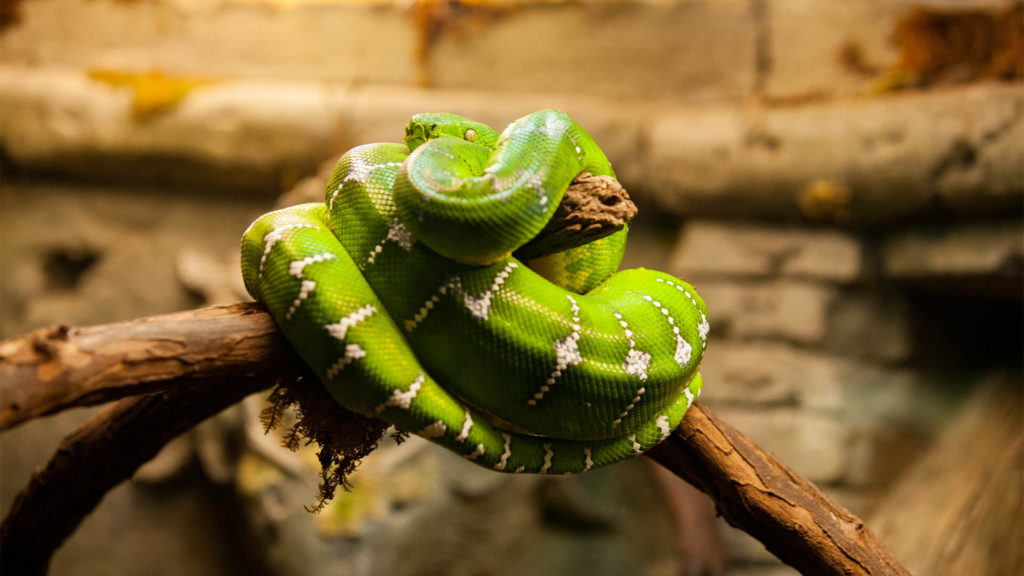 Emerald Tree Boa