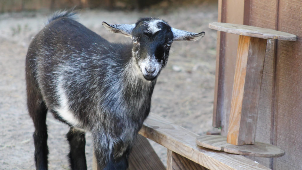 Nigerian Dwarf Goat Attraction Central Florida Zoo Animals nigerian-dwarf-goat-attraction-central-florida-zoo-animals