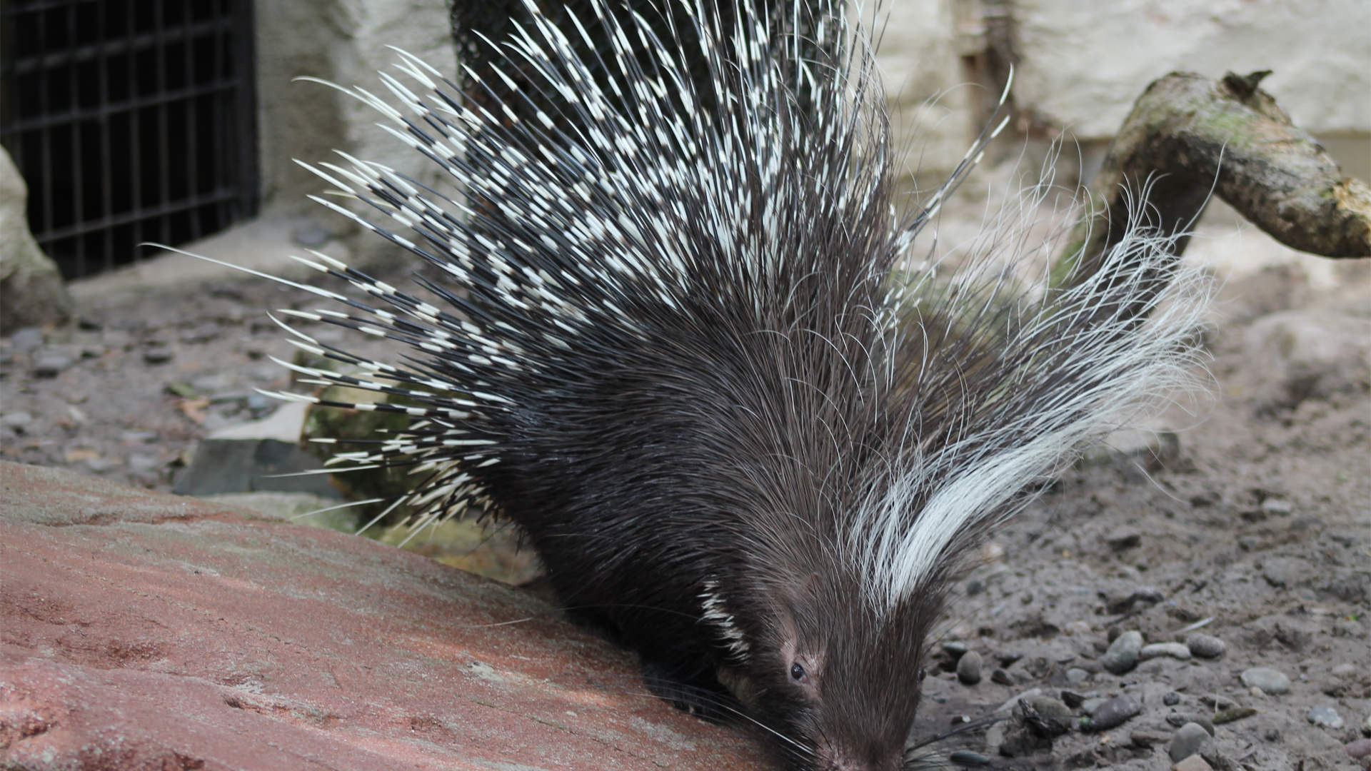 CFZ African Crested Porcupine - CFZ