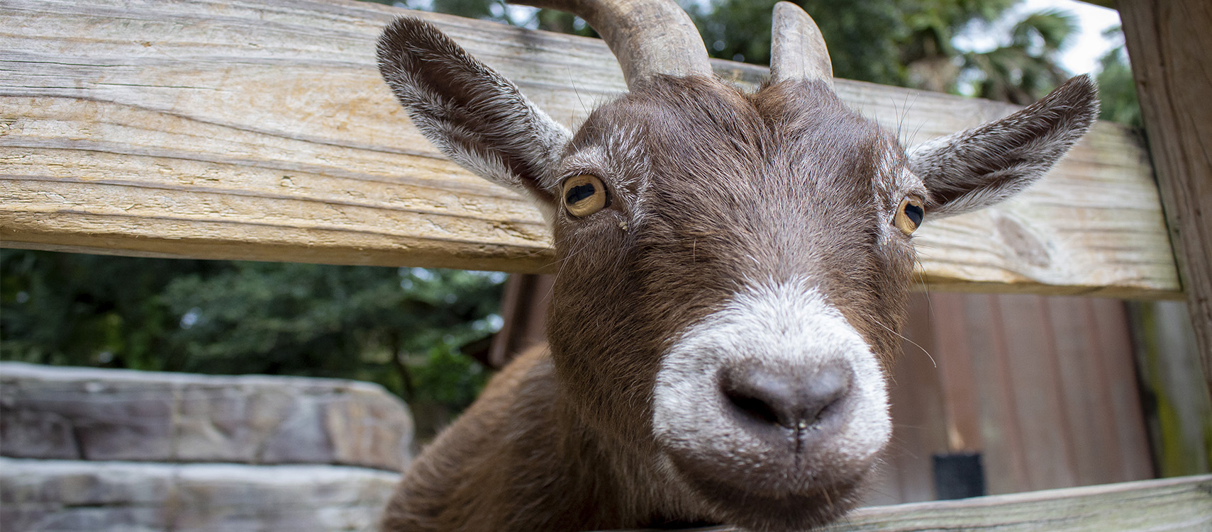 Central Florida Zoo & Botanical Gardens Pygmy Goat Attraction | Central ...