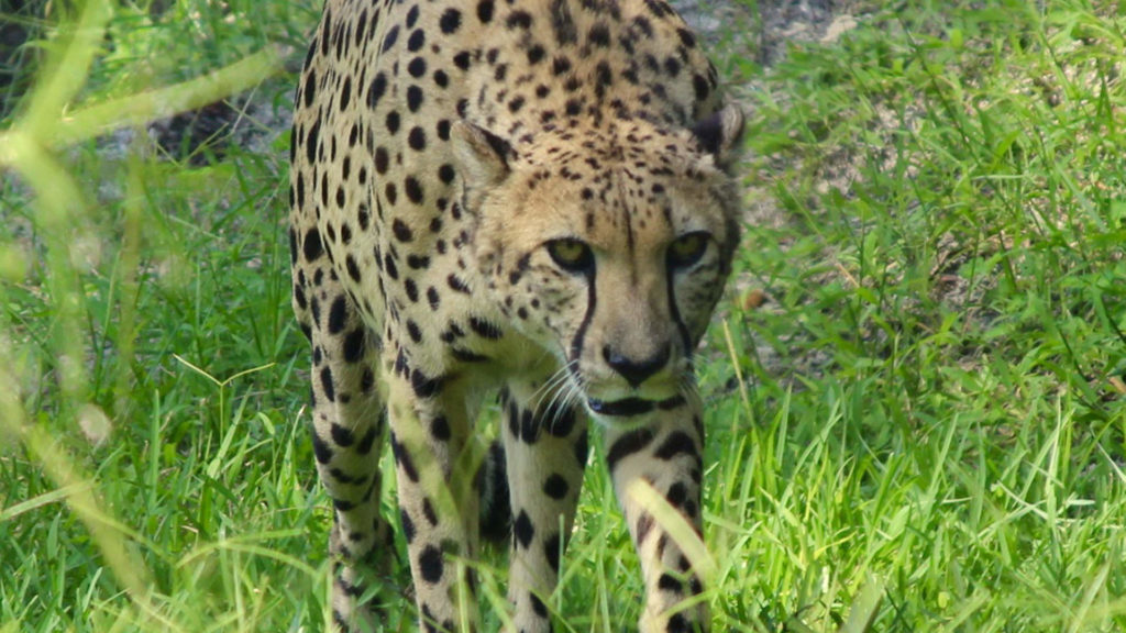 Central Florida Zoo & Botanical Gardens Cheetah Attraction | Central ...