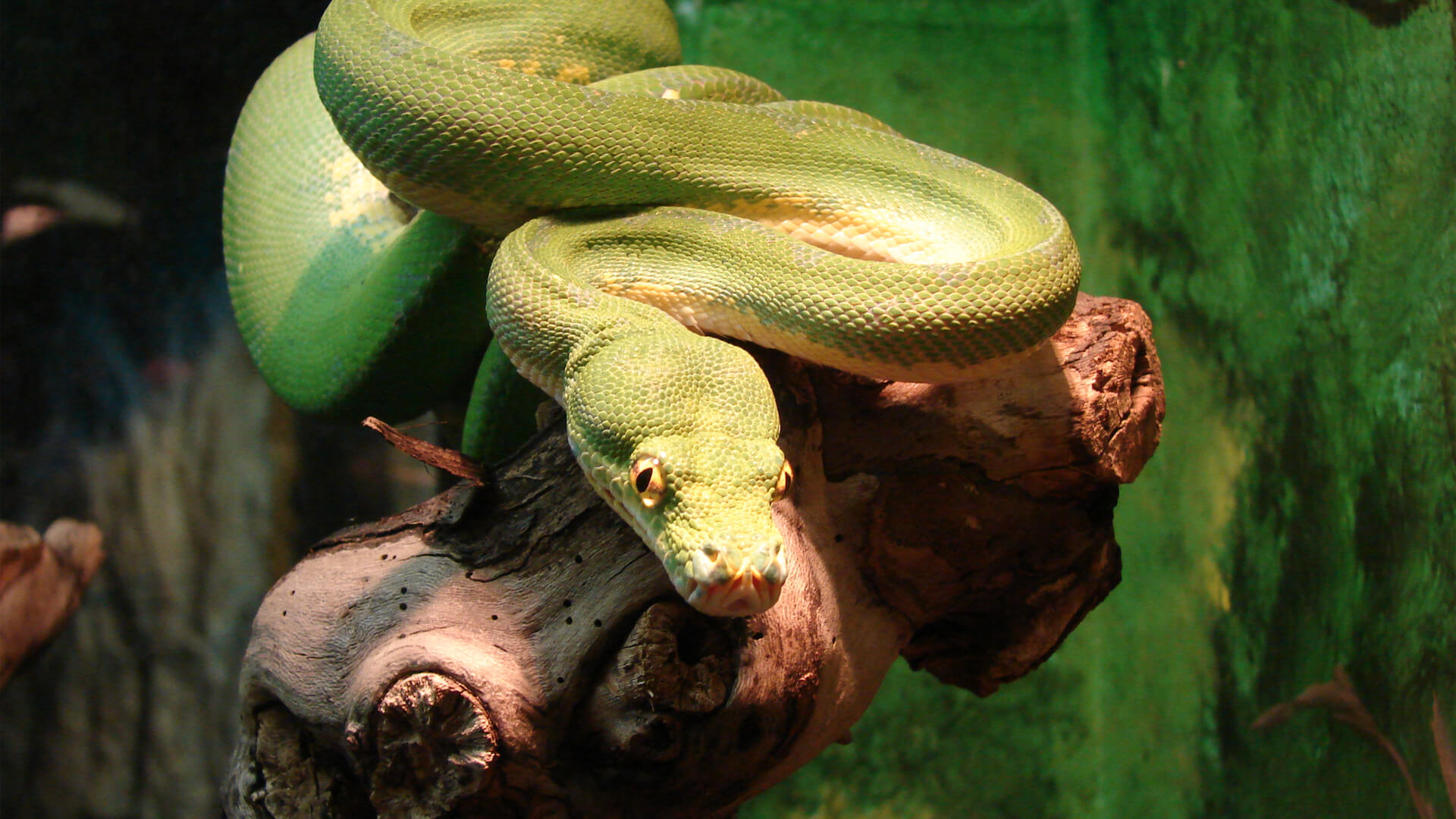 Central Florida Zoo & Botanical Gardens ZOOventure Class for Ages 9-13 ...