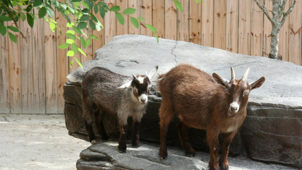 Central Florida Zoo & Botanical Gardens Pygmy Goat Attraction | Central ...