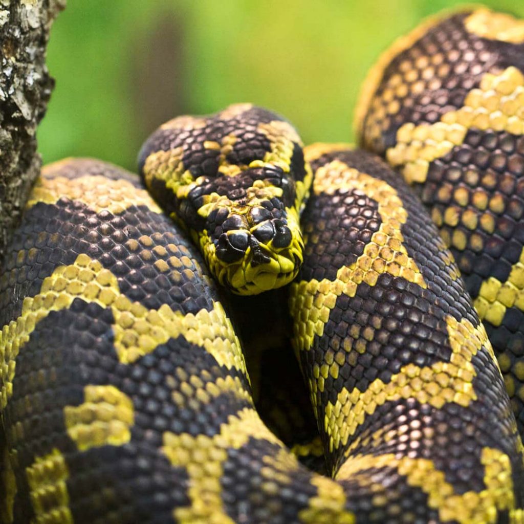 Central Florida Zoo & Botanical Gardens Asian Lantern Festival: Into ...