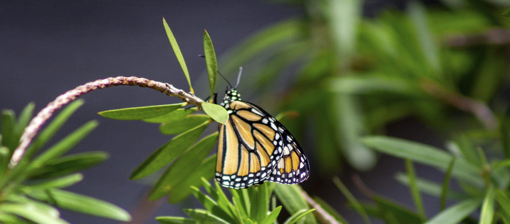 Butterfly Zoo In Florida