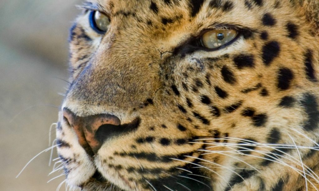 Support the Zoo! – Central Florida Zoo & Botanical Gardens