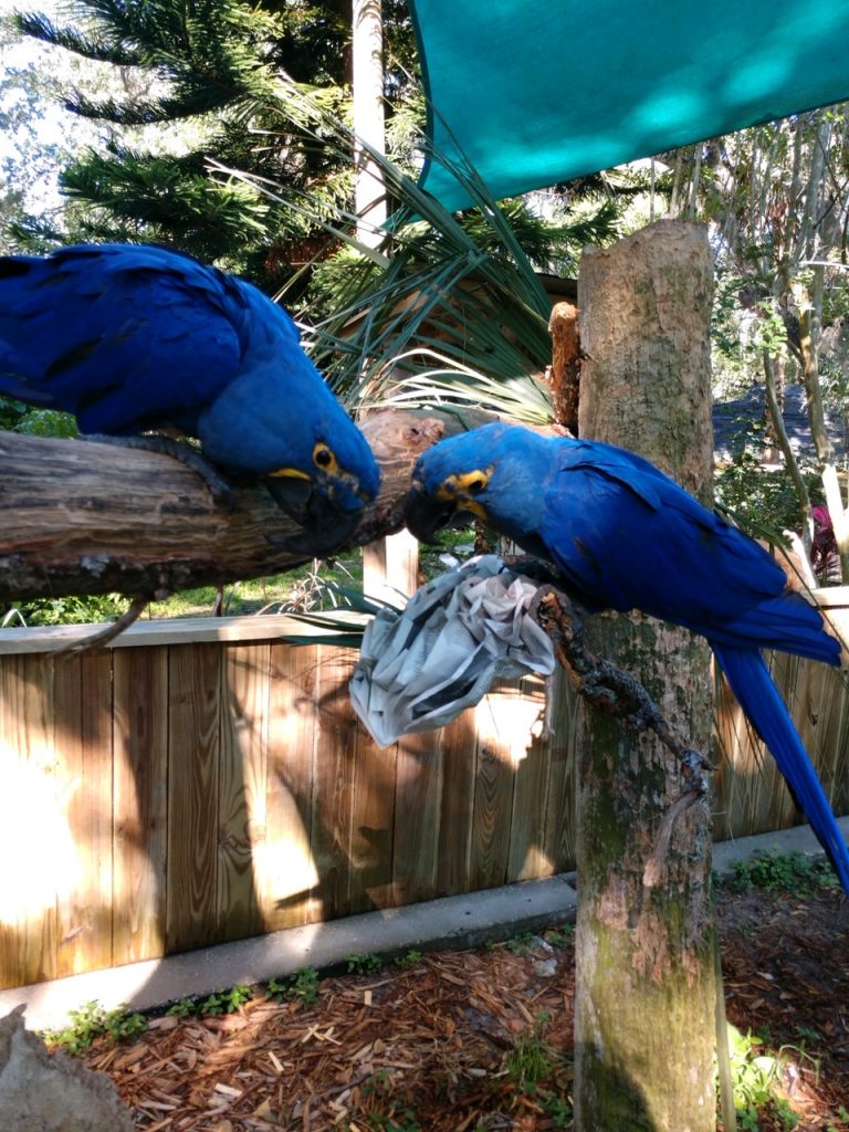 Central Florida Zoo & Botanical Gardens Macaw Habitat - Central Florida ...