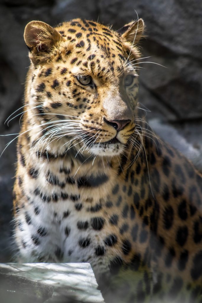 Central Florida Zoo & Botanical Gardens An update on the Central ...