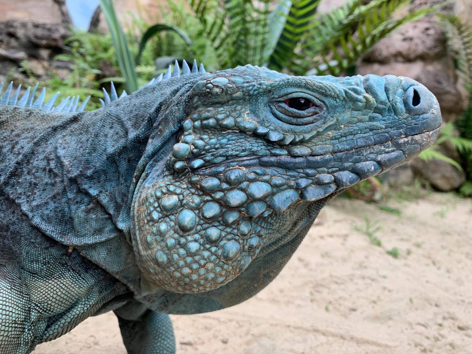 Central Florida Zoo & Botanical Gardens Three Central Florida Zoo ...