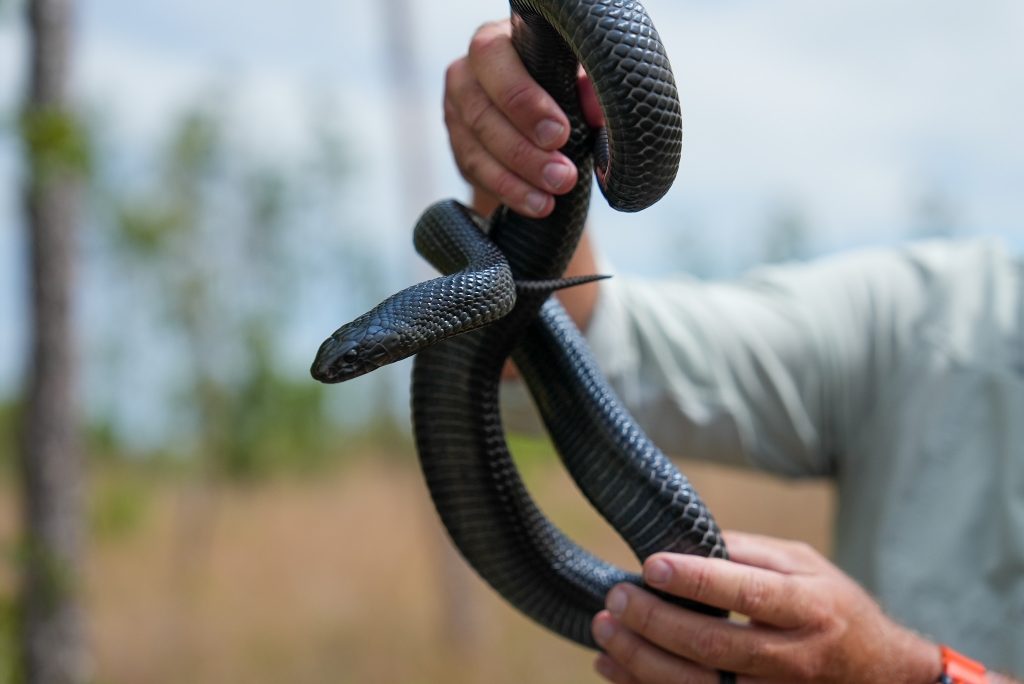 Central Florida Zoo & Botanical Gardens 19 Eastern Indigo Snakes Find a ...