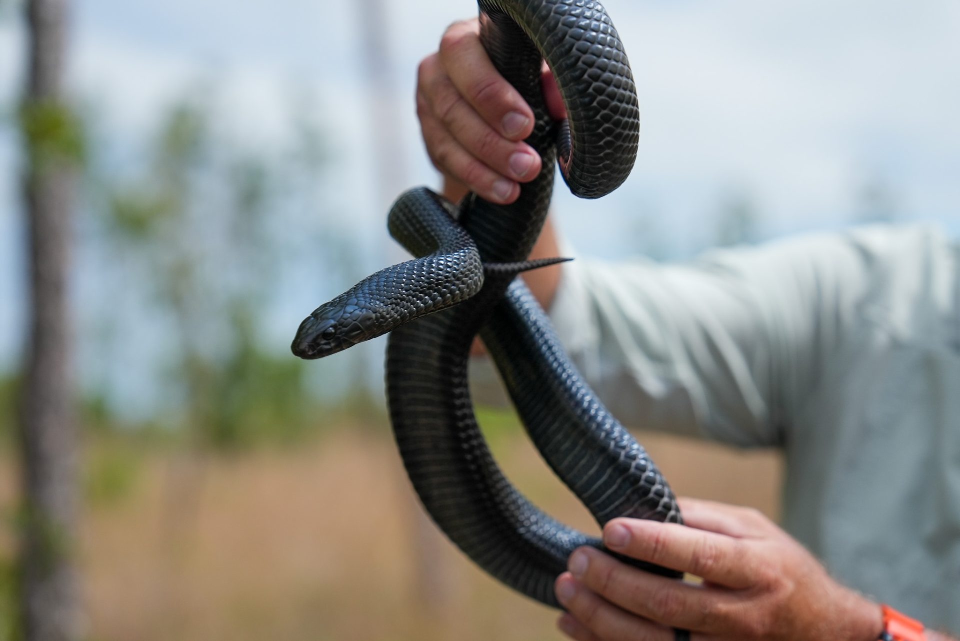 Central Florida Zoo & Botanical Gardens 19 Eastern Indigo Snakes Find a ...