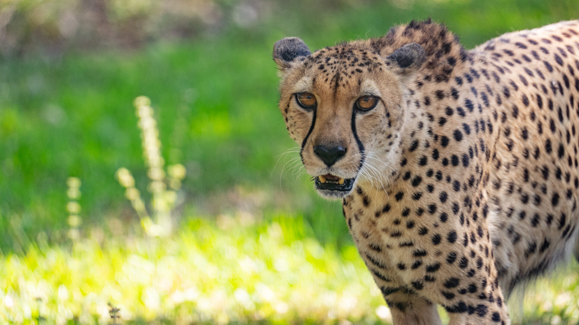 Central Florida Zoo & Botanical Gardens Summer Camps! For Ages 5-12 ...