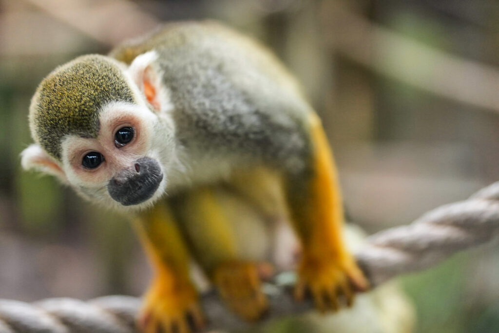 Central Florida Zoo & Botanical Gardens Guianan Squirrel Monkey ...