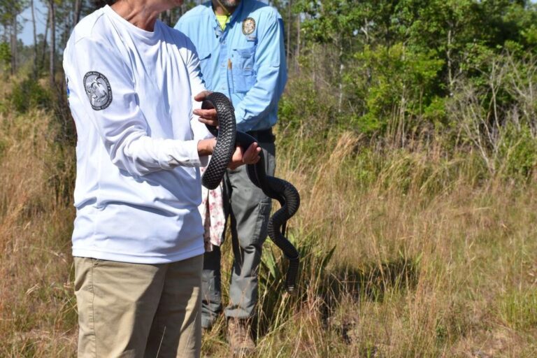 Central Florida Zoo & Botanical Gardens 41 Indigo Snakes released in ...