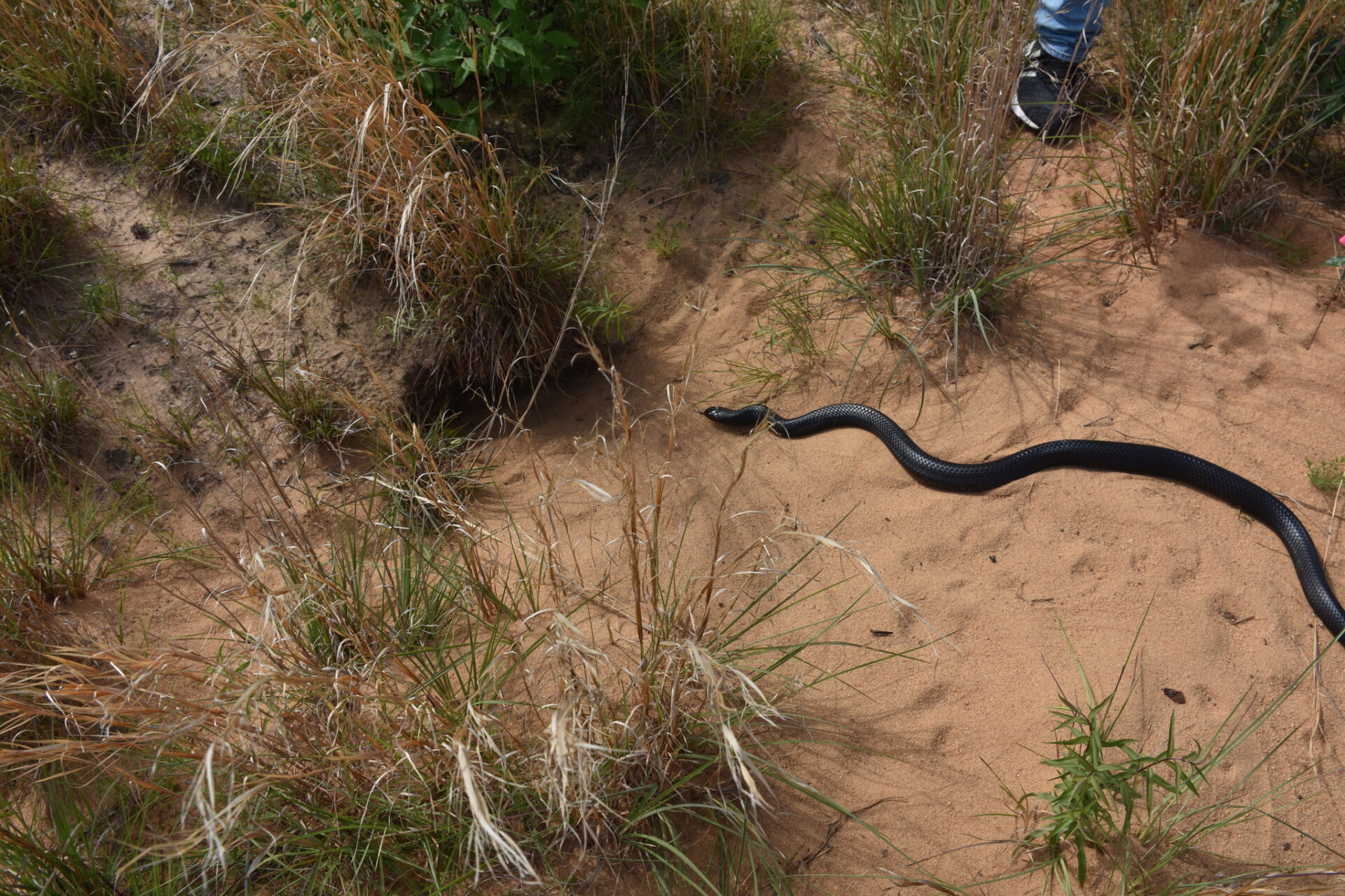 Central Florida Zoo & Botanical Gardens 41 Indigo Snakes released in ...