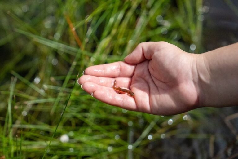 Central Florida Zoo & Botanical Gardens Over 600 striped newts released ...