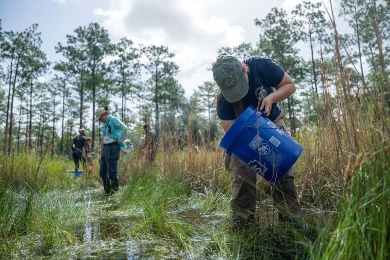 Central Florida Zoo & Botanical Gardens Over 600 striped newts released ...