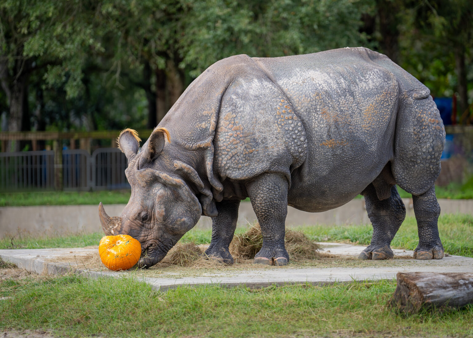 Central Florida Zoo & Botanical Gardens Zoo Boo Bash 2025 - Central ...