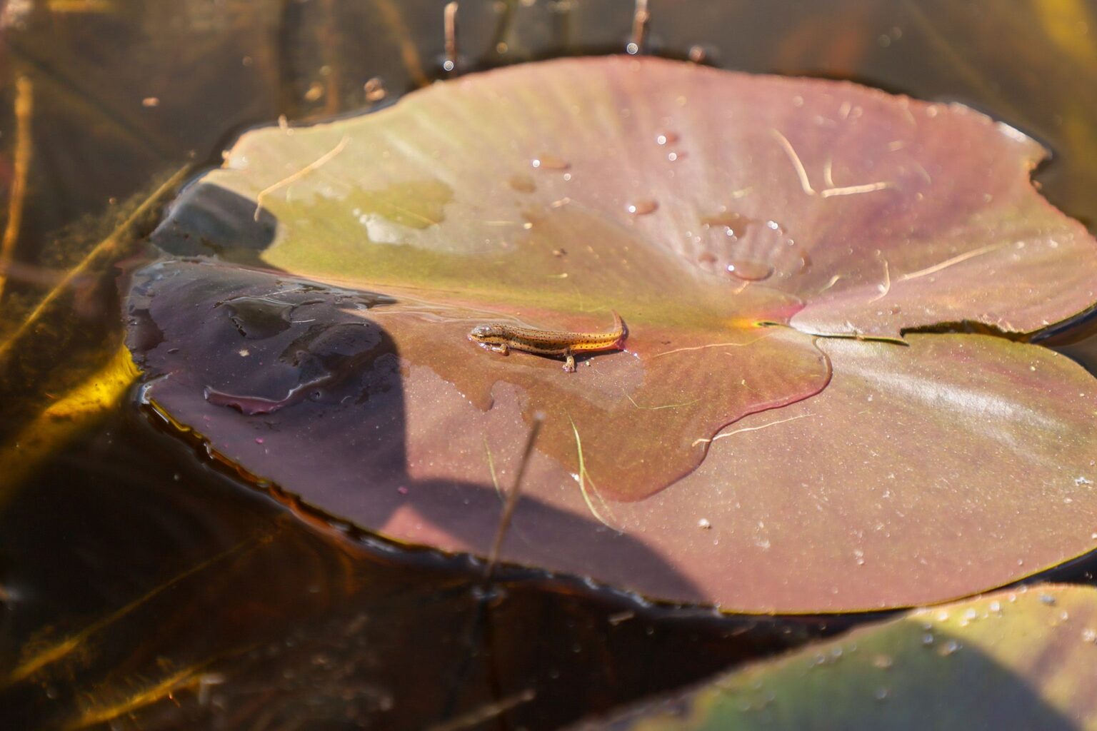 Central Florida Zoo & Botanical Gardens Central Florida Zoo's OCIC ...