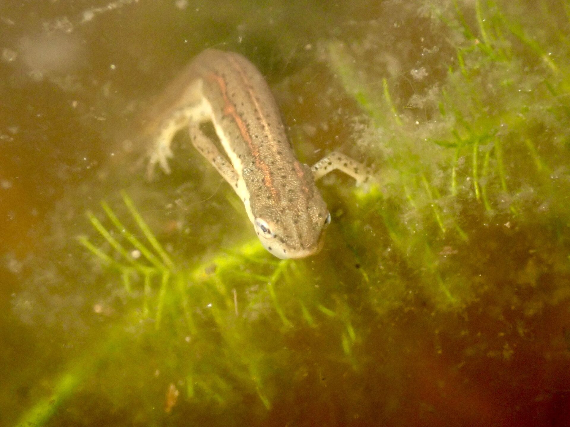 Central Florida Zoo & Botanical Gardens Central Florida Zoo's OCIC, partners release over 600 ...