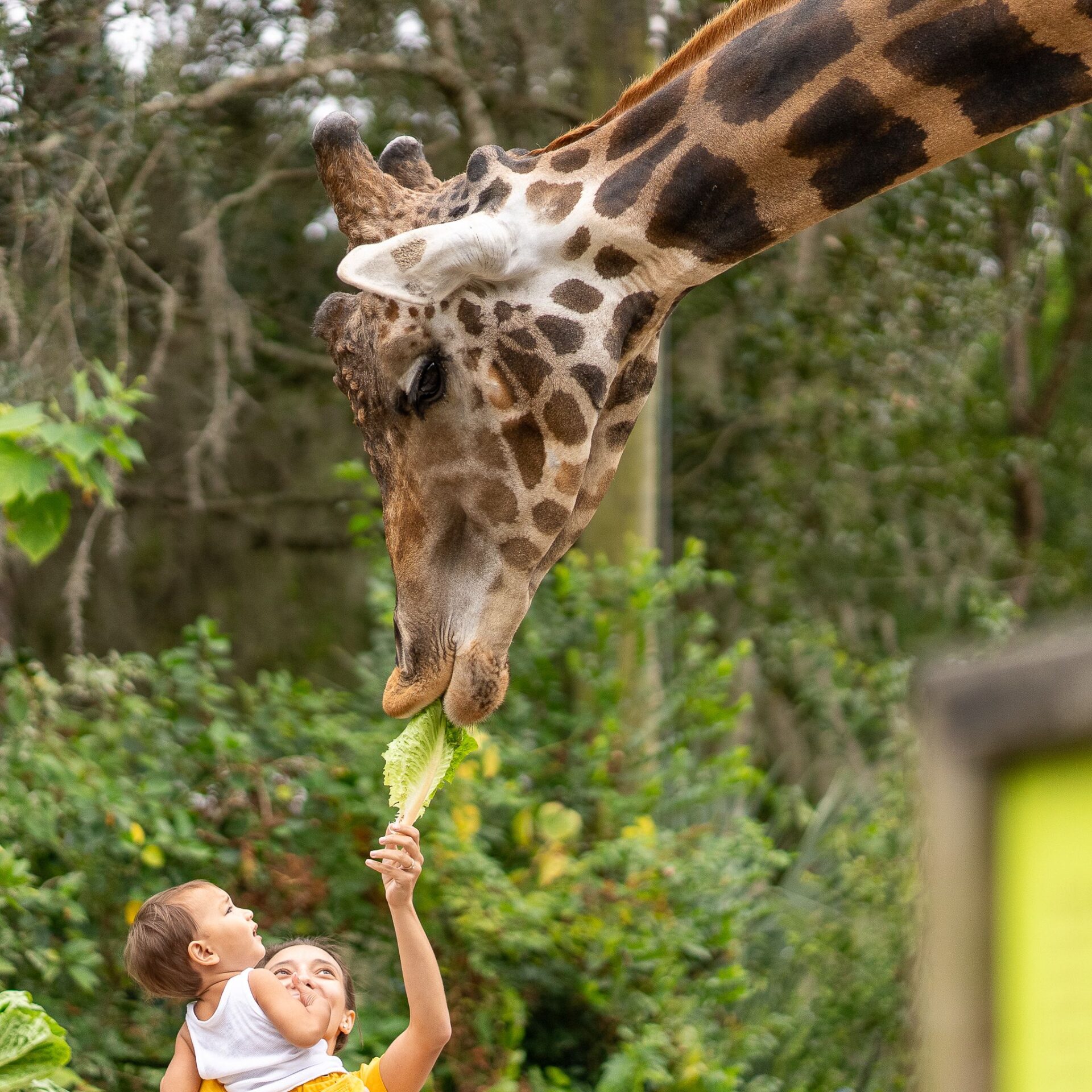 Central Florida Zoo & Botanical Gardens Ways to experience animal ...