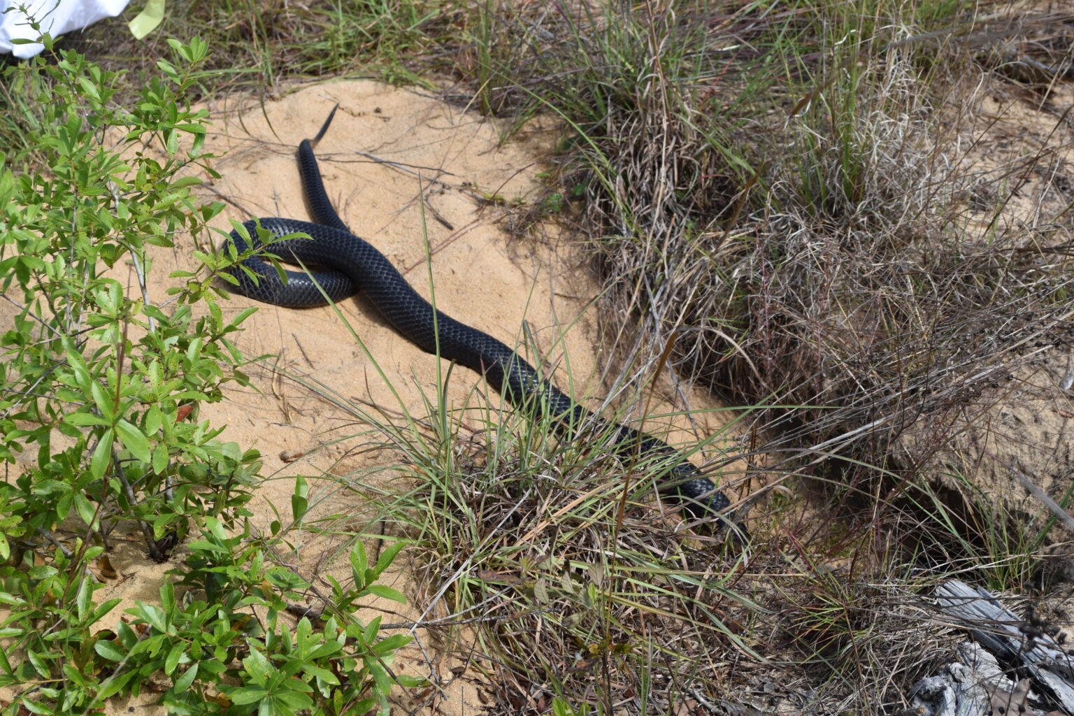 Central Florida Zoo & Botanical Gardens 42 Indigo Snakes released in ...