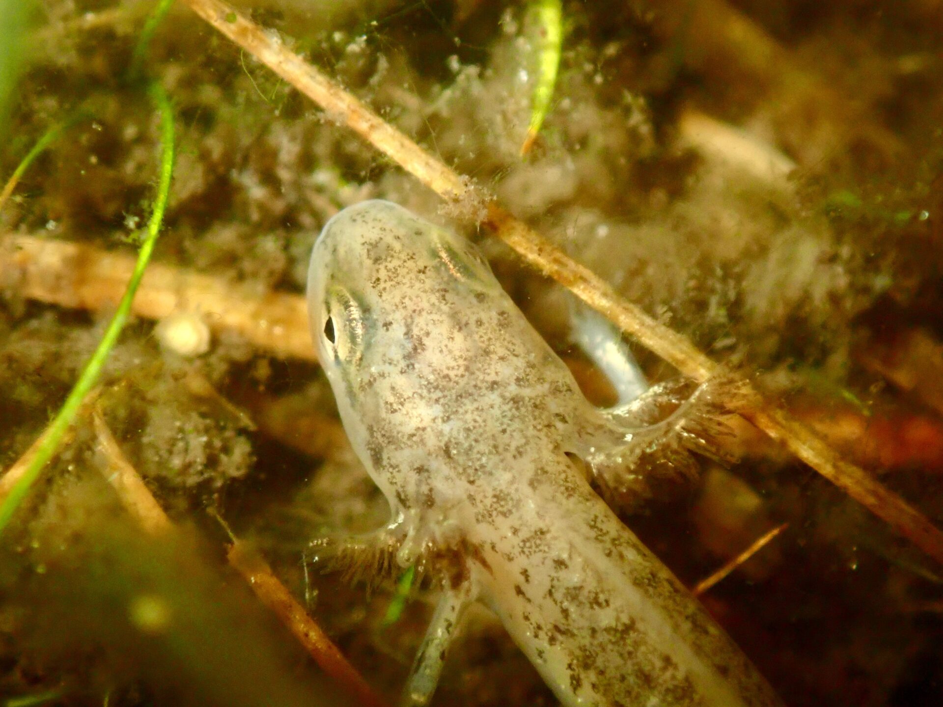 Central Florida Zoo & Botanical Gardens 170 striped newts released in ...