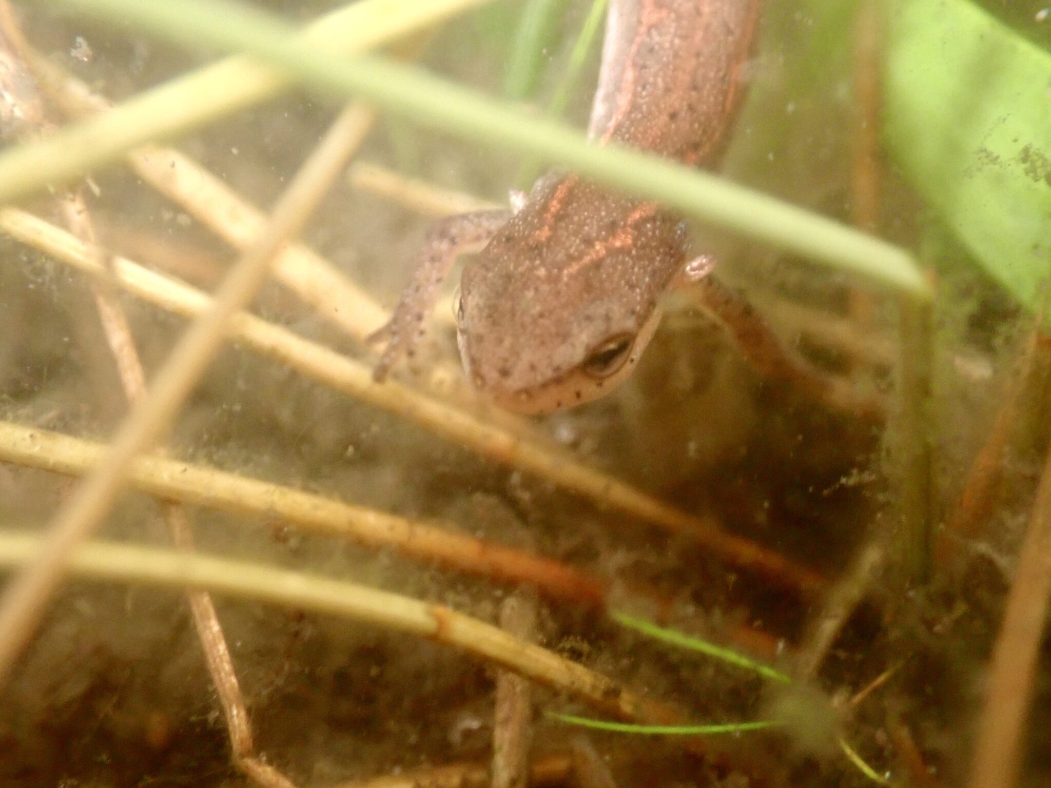 Central Florida Zoo & Botanical Gardens 170 striped newts released in ...