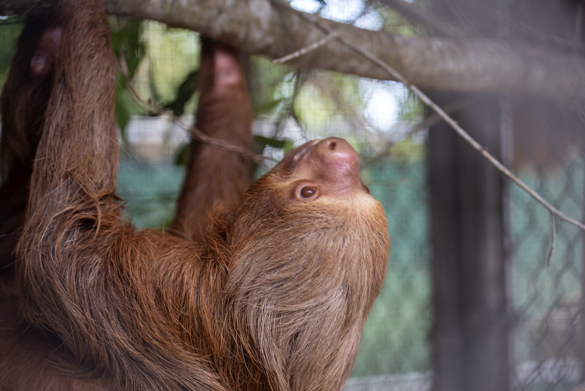 Central Florida Zoo & Botanical Gardens Sloths at Central Florida Zoo ...