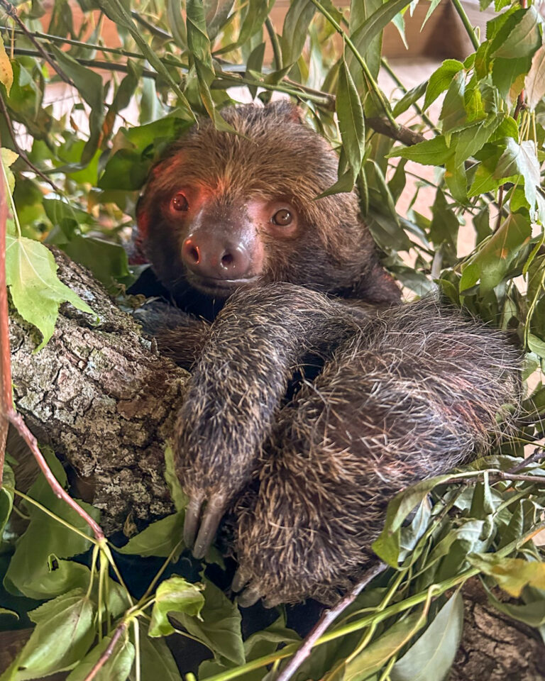 Central Florida Zoo & Botanical Gardens Sloths at Central Florida Zoo ...